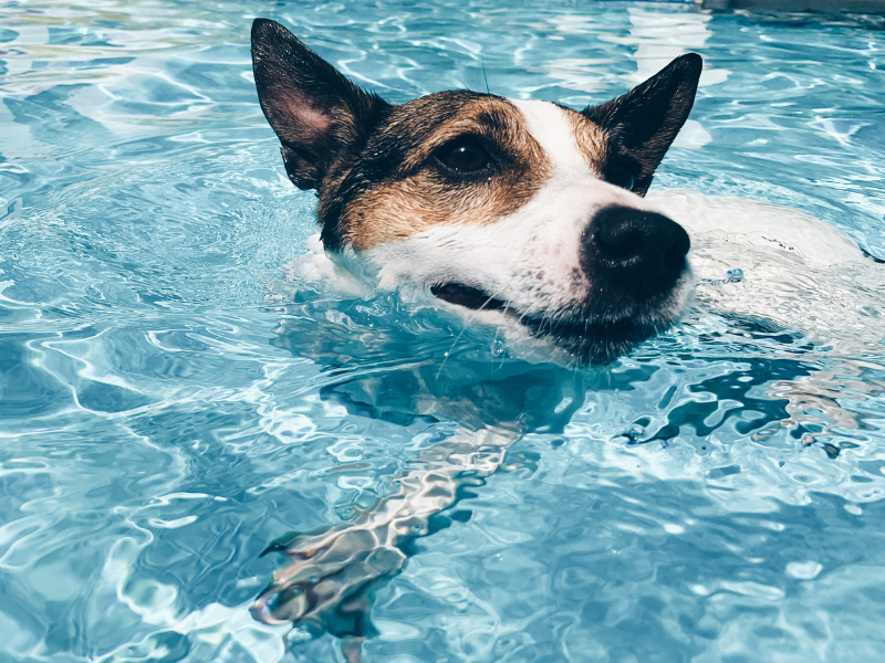 ¿Los perros saben nadar? – Mascota Express